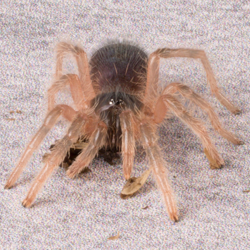 Davus sp Panama (Lava Tarantula) – Spider People