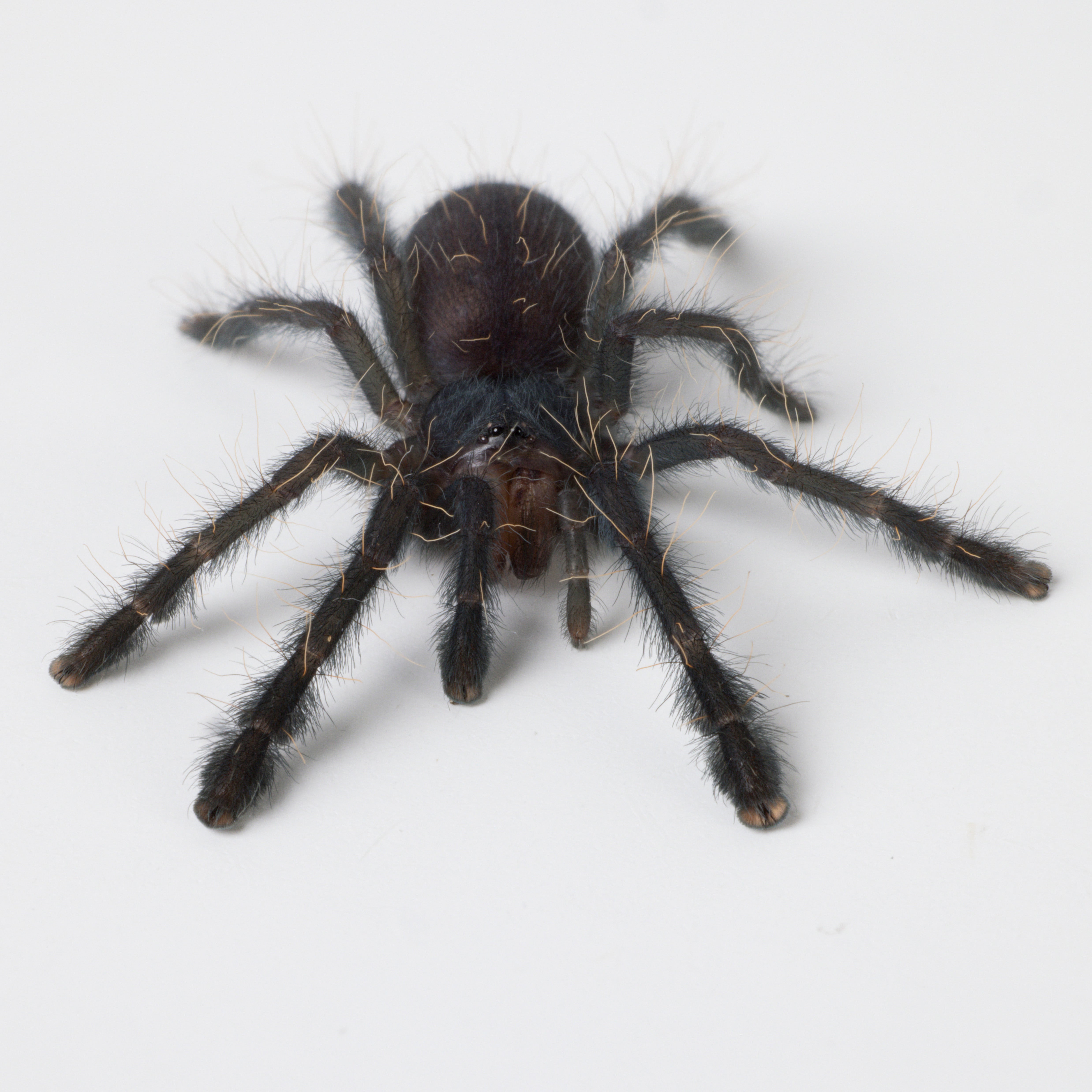 Phormingochilus sp. Sabah Red (Sabah Red Bat Eater) – Spider People